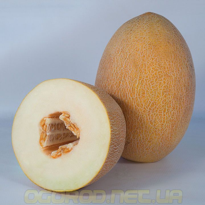 Купити Диня Кубус(KS 6188 F1) 10 шт Kitano Seeds 1310093953 в інтернет ...